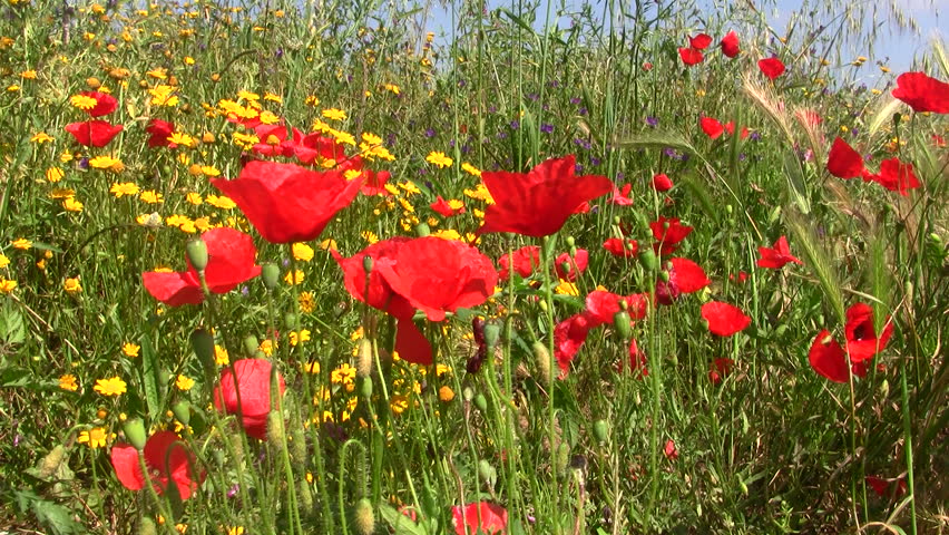wild flowers countryside Stock Footage Video (100% Royalty-free ...