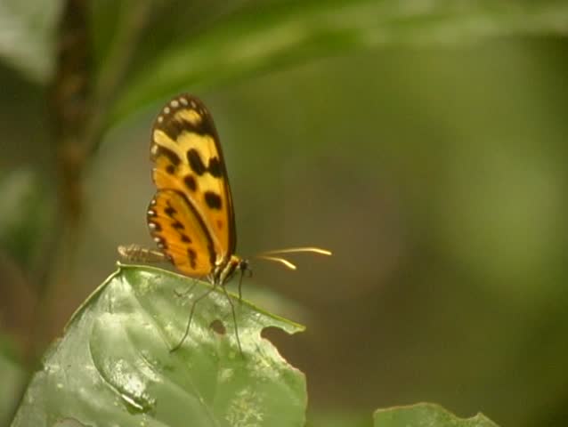 butterfly Stock Footage Video (100% Royalty-free) 1171750 | Shutterstock