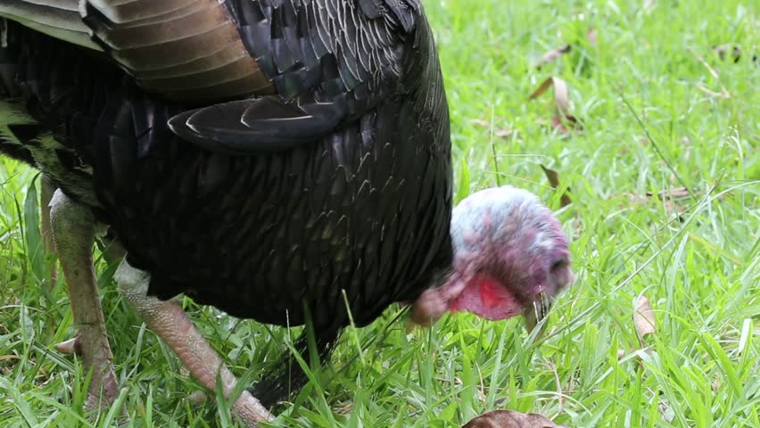 turkey cock pecking leftover food Stock Footage Video (100% Royalty ...