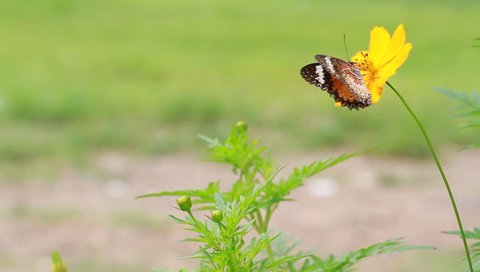 Disabled Butterfly Eats Nectar On Yellow Stock Footage Video (100% ...