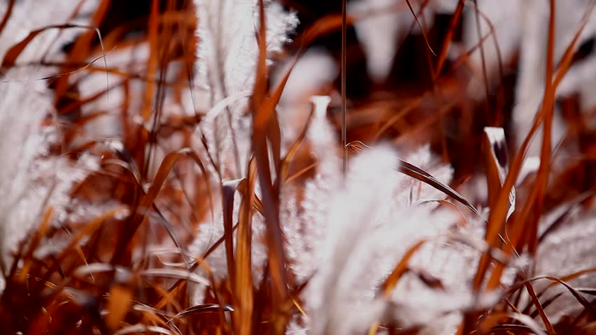 Osien Stock Video Footage - 4K and HD Video Clips | Shutterstock