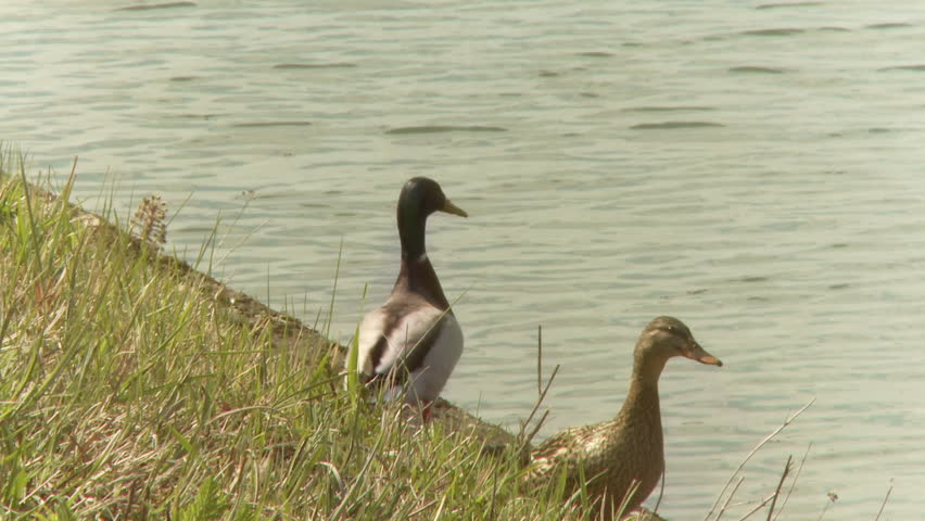 Ducks Jumping in Water Stock Footage Video (100% Royalty-free) 1286221 ...