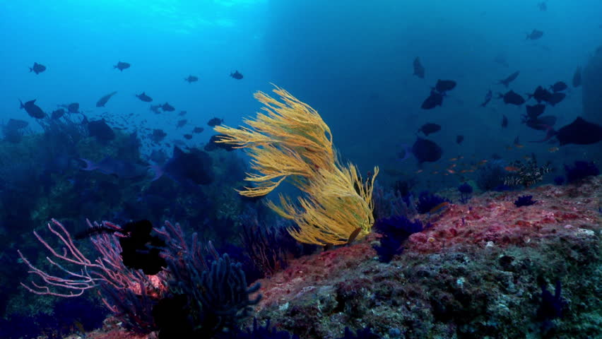 tracking shot across yellow whip coral Stock Footage Video (100% ...