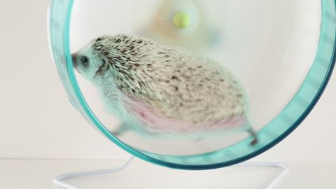Hedgehog On Running Wheel Stock Footage Video (100% Royalty-free ...