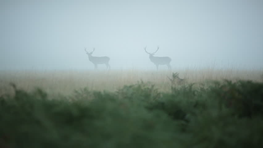 Stag Wallpaper Stock Video Footage - 4K and HD Video Clips | Shutterstock