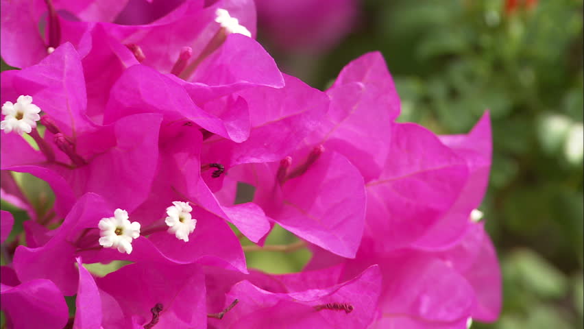 beautiful vibrant pink flowers - guana Stock Footage Video (100% ...