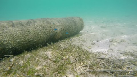 Underwater Palm Tree Log On Sandy Stock Footage Video (100% Royalty ...