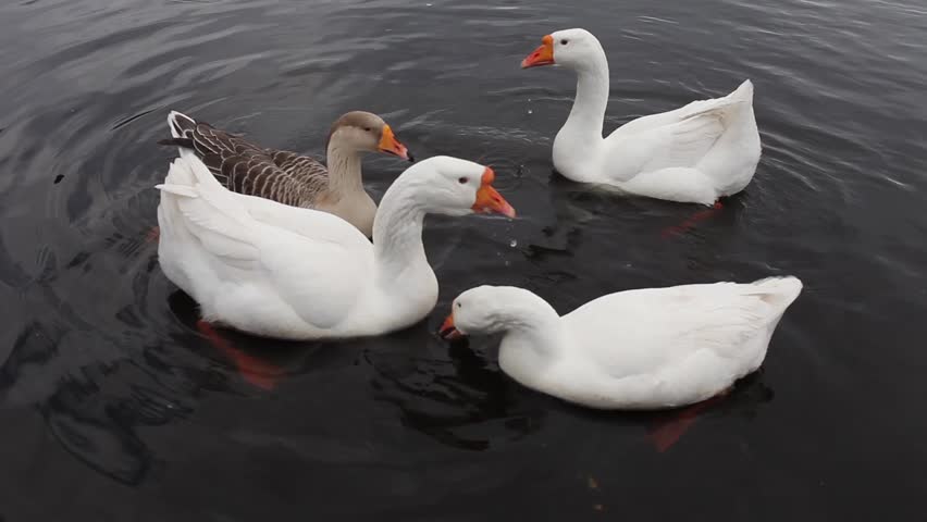 Feeding of Domestic Geese Stock Footage Video (100% Royalty-free ...