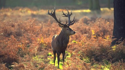 Red Deer Stock Footage Video (100% Royalty-free) 12924428 | Shutterstock