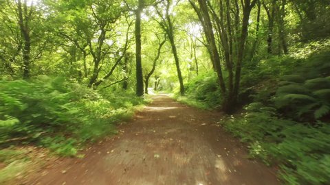 walk through magic forest morning sun Stock Footage Video (100% Royalty ...