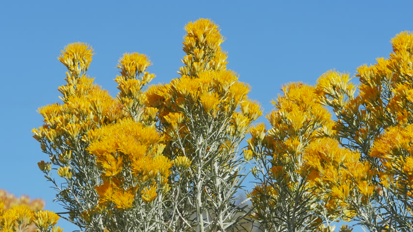 chrysothamnus common name rabbitbrush chamisa shrubs: วิดีโอสต็อก (ปลอด ...