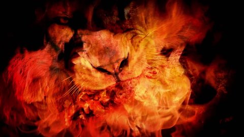 Ferocious Lion Eats Meat Fire Abstract Stock Footage Video (100% ...
