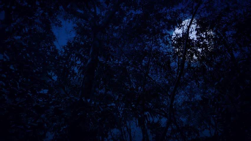 gliding under jungle night full moon Stock Footage Video (100% Royalty ...