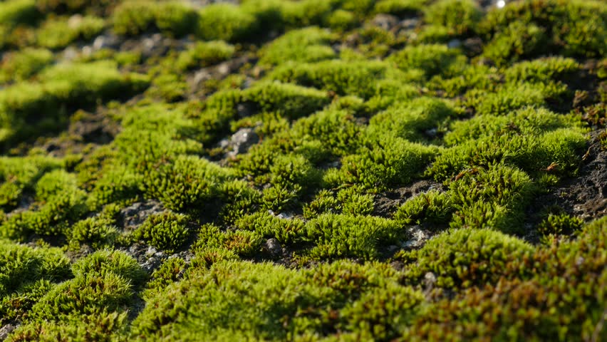 Andreaeopsida Stock Video Footage - 4K and HD Video Clips | Shutterstock