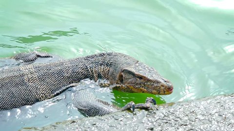 Large Water Monitor Lizard Swimming By Stock Footage Video (100% ...