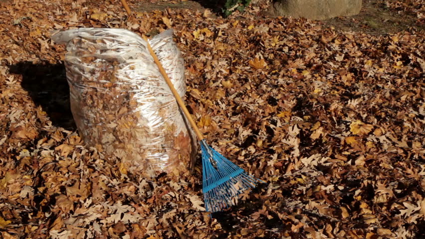 autumn leaves being raked yard Stock Footage Video (100% Royalty-free ...