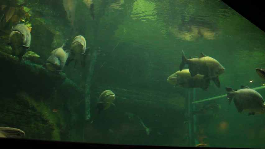 huge fish zoo's aquarium Stock Footage Video (100% Royalty-free ...