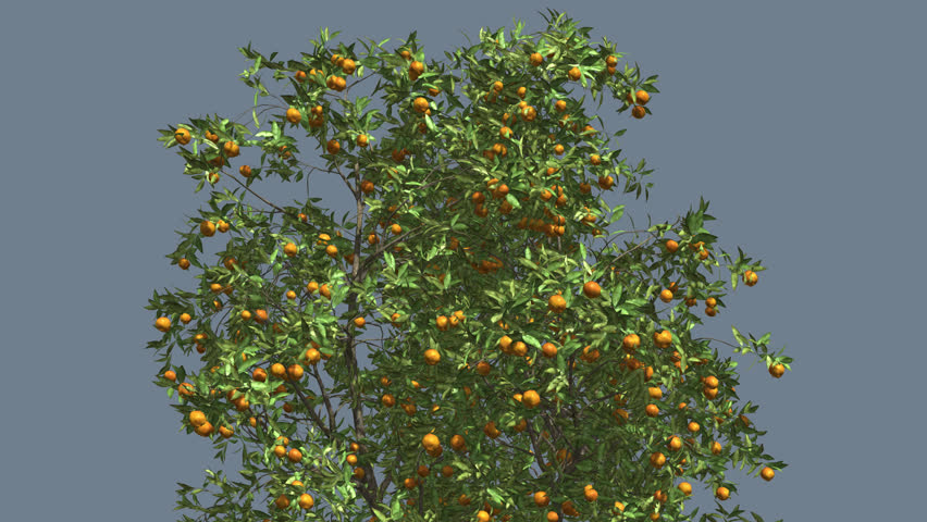 orange tree fruits oranges crown cut Stock Footage Video (100% Royalty ...