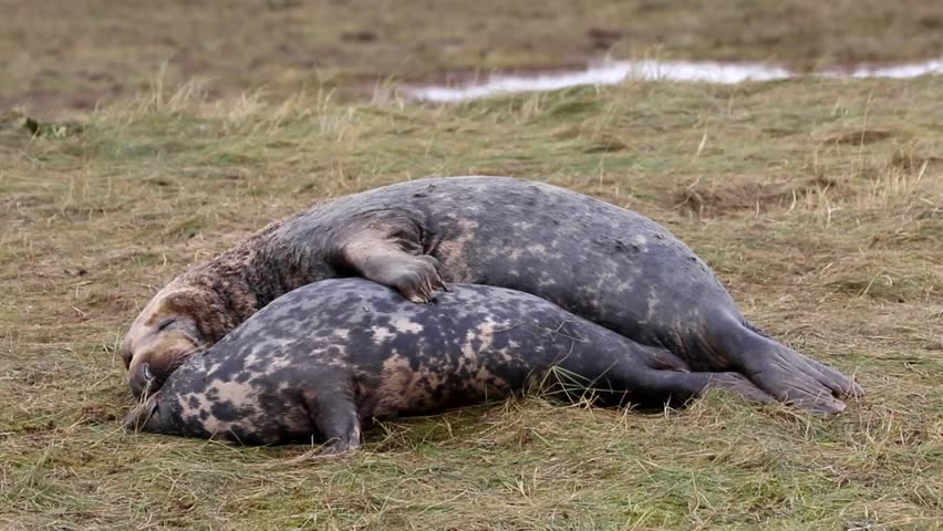 grey seal cow bull mating Stock Footage Video (100% Royalty-free ... grey seal cow bull mating Stock Footage Video (100% Royalty-free ...