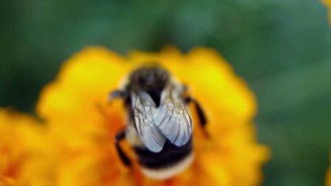 close video yellow-headed fly Stock Footage Video (100% Royalty-free ...