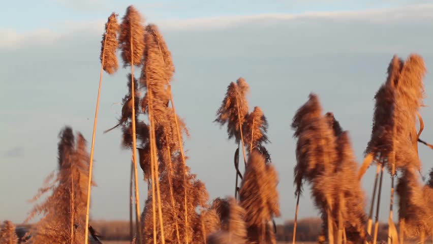 Reeds in the Field with Stock Footage Video (100% Royalty-free ...