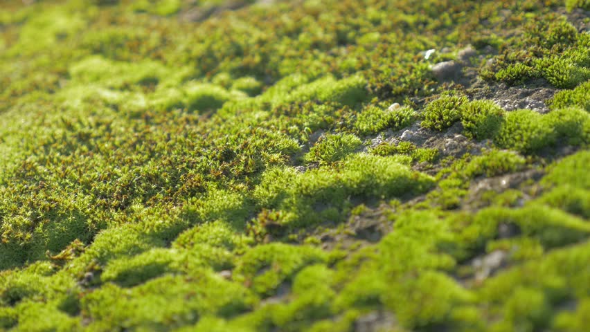 Clumps of Moss Spread On Stock Footage Video (100% Royalty-free ...