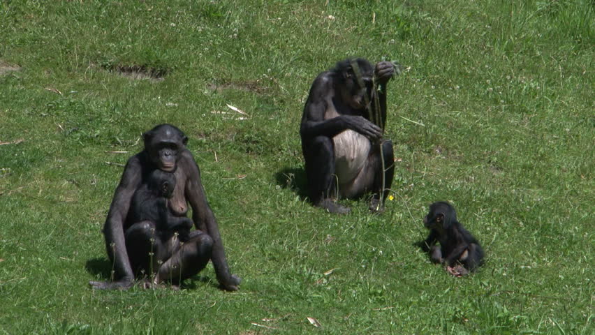 Bonobo Family in Green Enviroment Stock Footage Video (100% Royalty ...