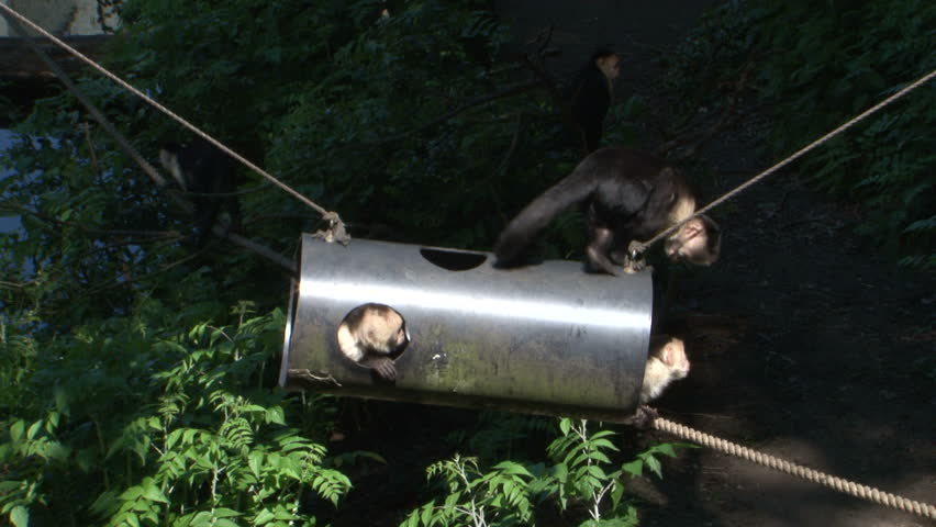 Injured Monkeys in the Zoo Stock Footage Video (100% Royalty-free ...