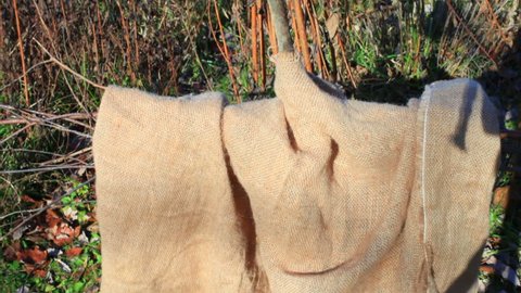 Root Types Examples Soil Side View Stock Vector (Royalty Free ...