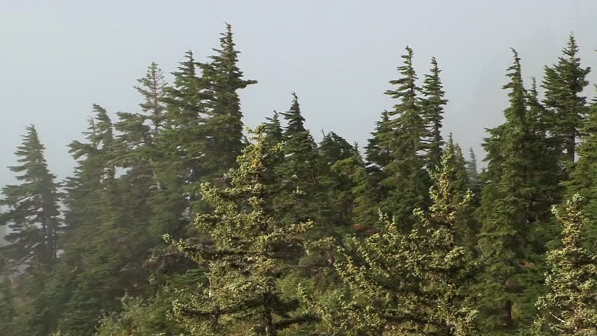 pine trees alaska Stock Footage Video (100% Royalty-free) 13224779 ...