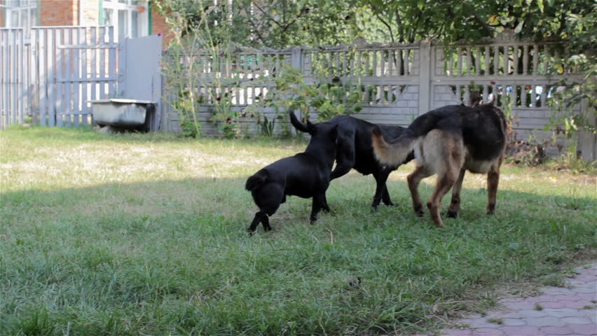 perros apareándose en el patio de: video de stock (totalmente libre de ...