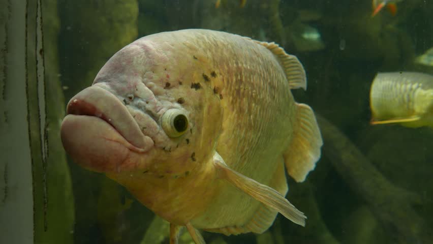 Marine Fish Thick Lips | Lipstutorial.org