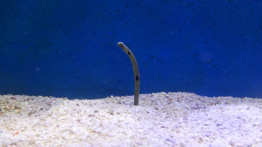Spotted Garden Eel Hunting in Stock Footage Video (100% Royalty-free ...