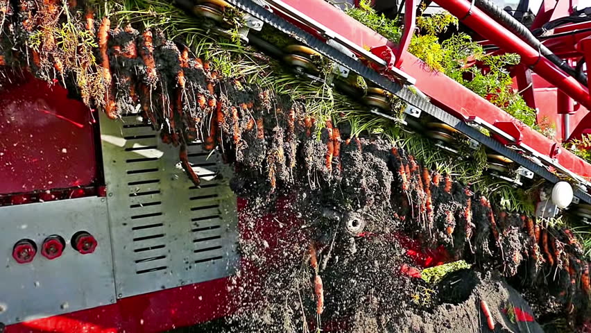 harvesting processing carrots mass production Stock Footage Video (100% ...