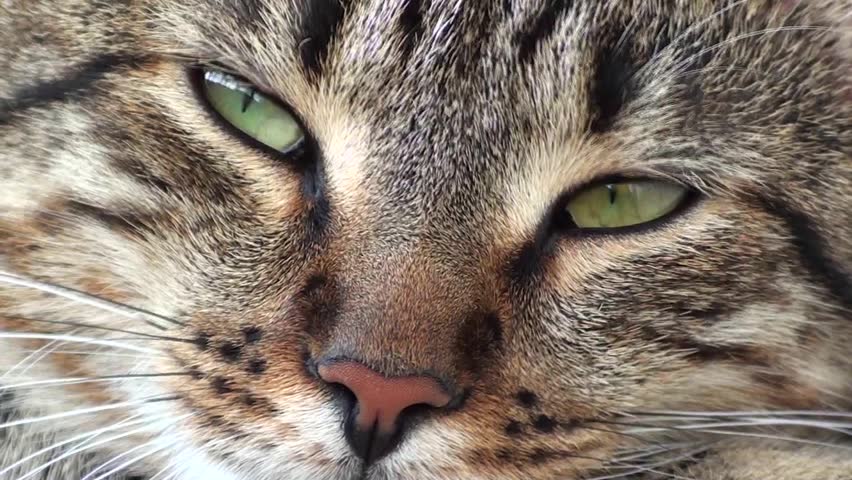 Eyes of a Tabby Cat. Stock Footage Video (100% Royalty-free) 1328293 ...