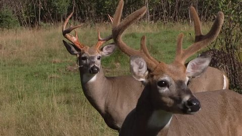 large white-tailed deer buck jefferson barracks Stock Footage Video ...