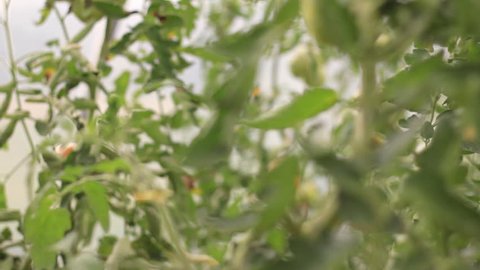 Woman Picking Tomatoes Greenhouse Dolly Shot Stock Footage Video (100% ...