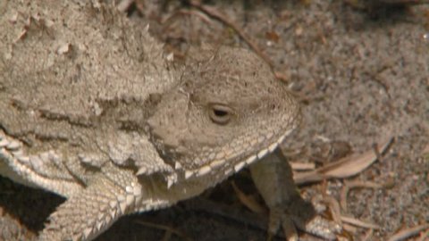 Alberta Greater Shorthorned Lizard 5 Stock Footage Video (100% Royalty ...