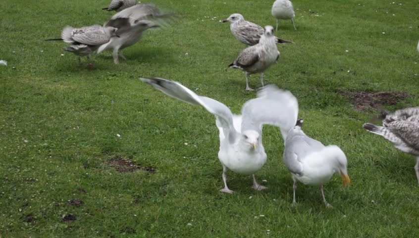 Seagulls Squabbling for Bread That Stock Footage Video (100% Royalty ...