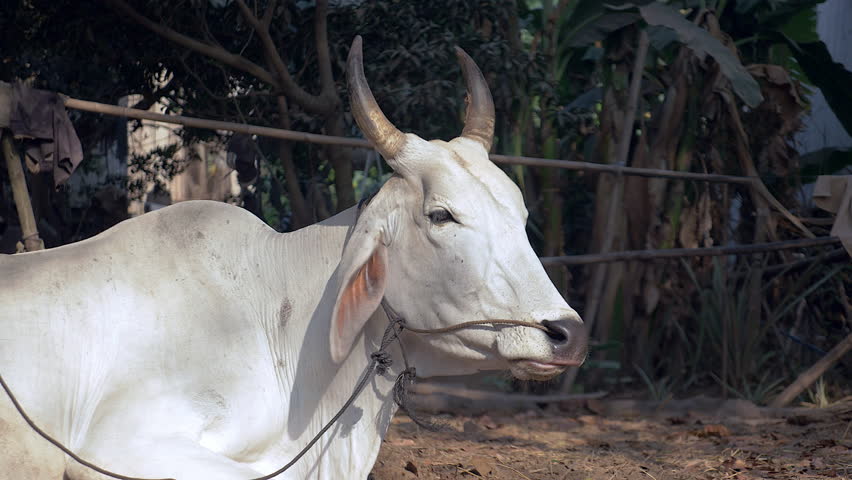 Close-up On White Cow Tied Stock Footage Video (100% Royalty-free ...