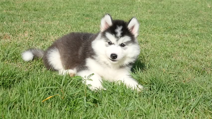 Cute Siberian Husky Puppy Lying Stock Footage Video (100% Royalty-free ...