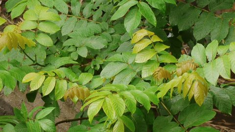 Tree Leaves Getting Wet By Rain 库存影片视频（100% 免版税）1345678 | Shutterstock