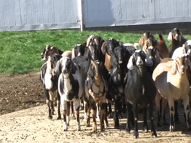 penned goats staring Stock Footage Video (100% Royalty-free) 13485 ...