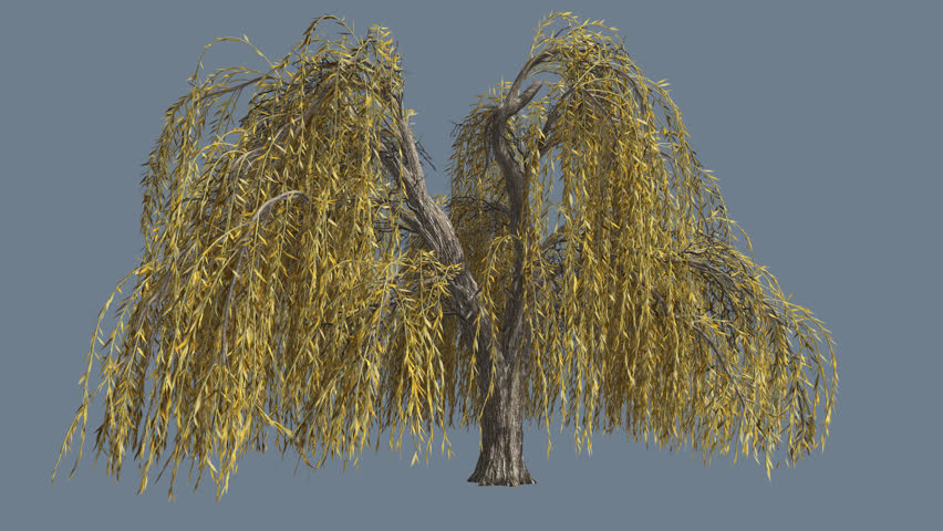 Weeping Willow Long Hanging Branches Stock Footage Video (100% Royalty ...