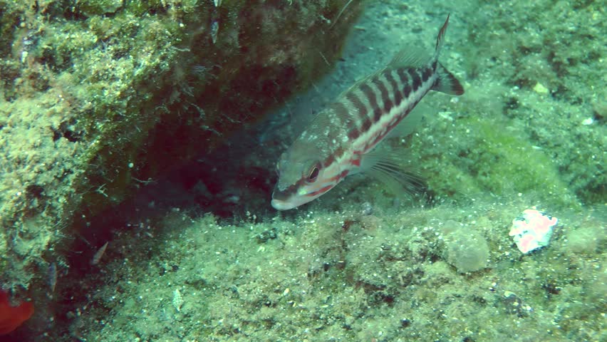 Marine Fish Comber (serranus Cabrilla) Stock Footage Video (100% ...