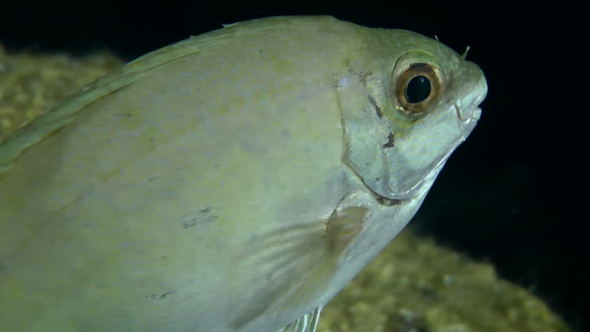 Marbled Parrotfish Stock Video Footage - 4K and HD Video Clips ...
