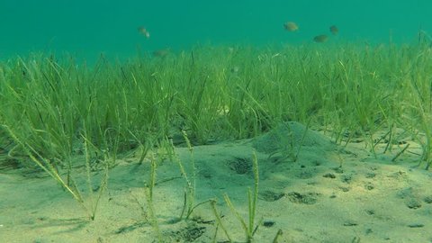Young Stems Claspingleaf Pondweed Potamogeton Perfoliatus Stock Footage ...