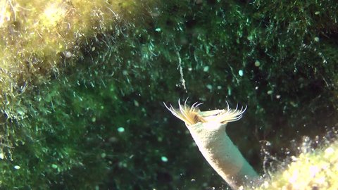 Peacock Worm Sabella Pavonina Takes Out Stock Footage Video (100% ...