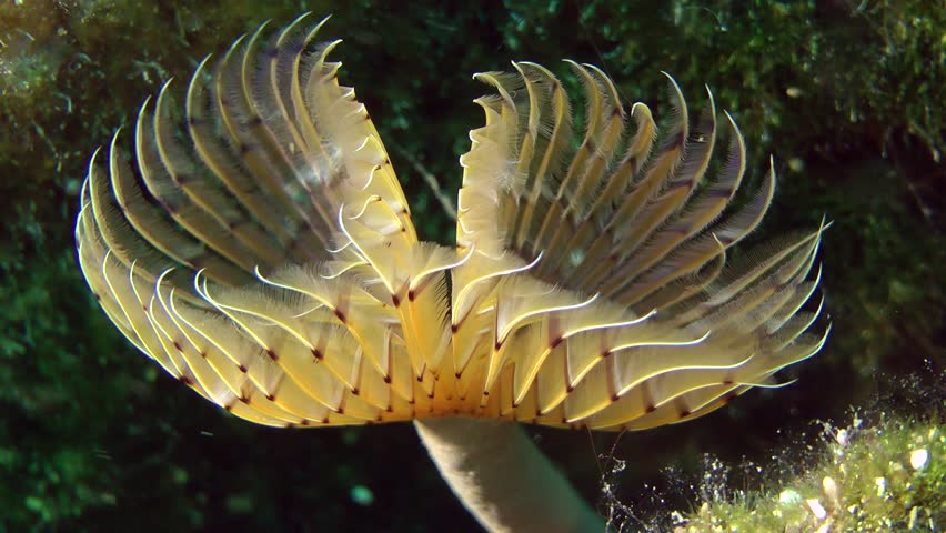peacock worm sabella pavonina corolla tentacles Stock Footage Video ...