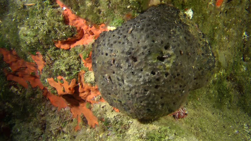 Video Stok Greek Bathing Sponge (spongia Officinalis) (100% Tanpa ...